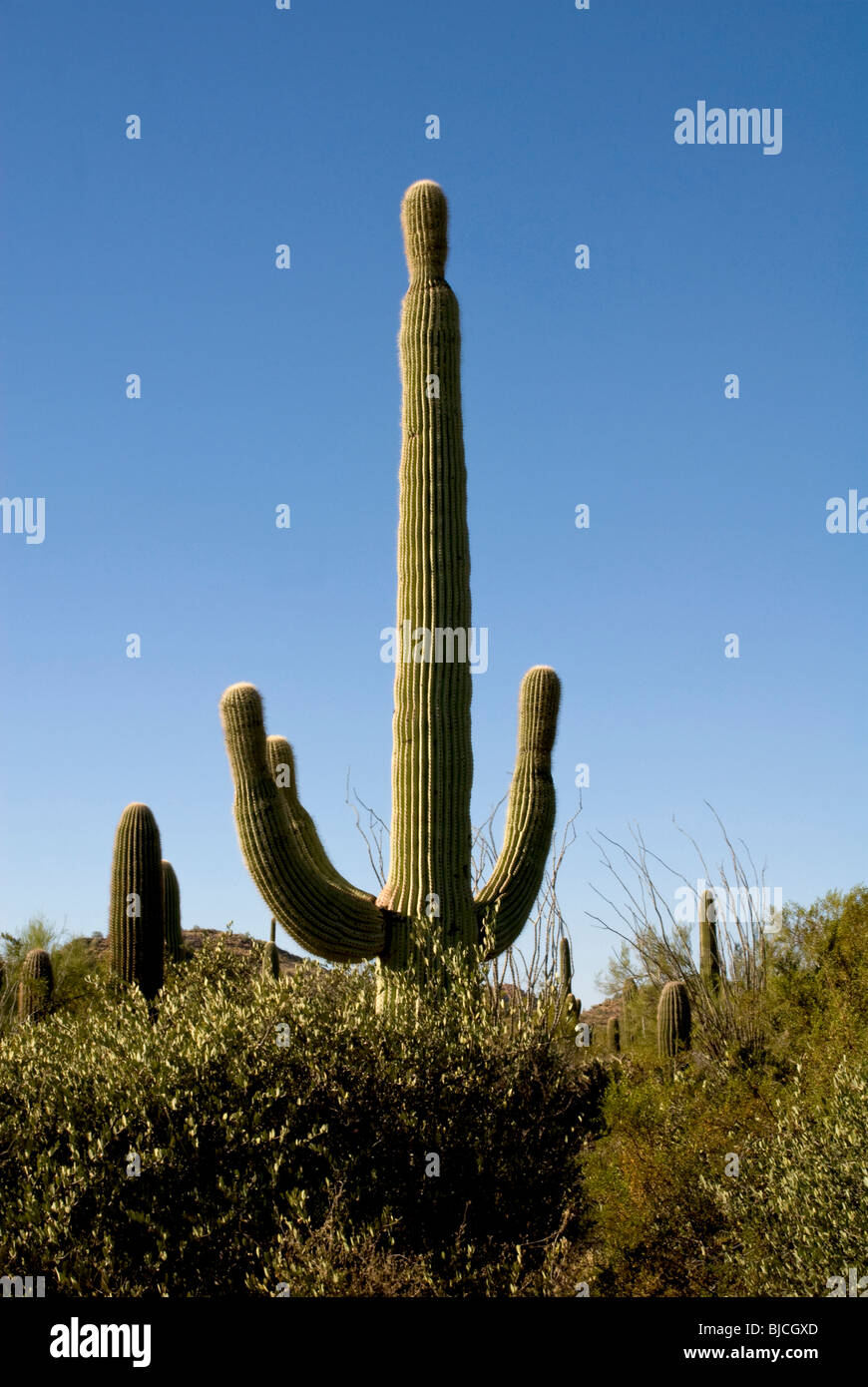 Large Saguaro Cactus in Saguaro National Park Stock Photo - Alamy