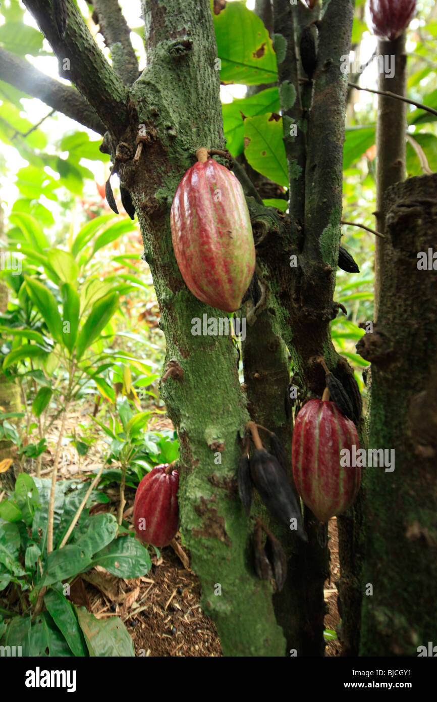 Cacao tree rainforest hi-res stock photography and images - Alamy