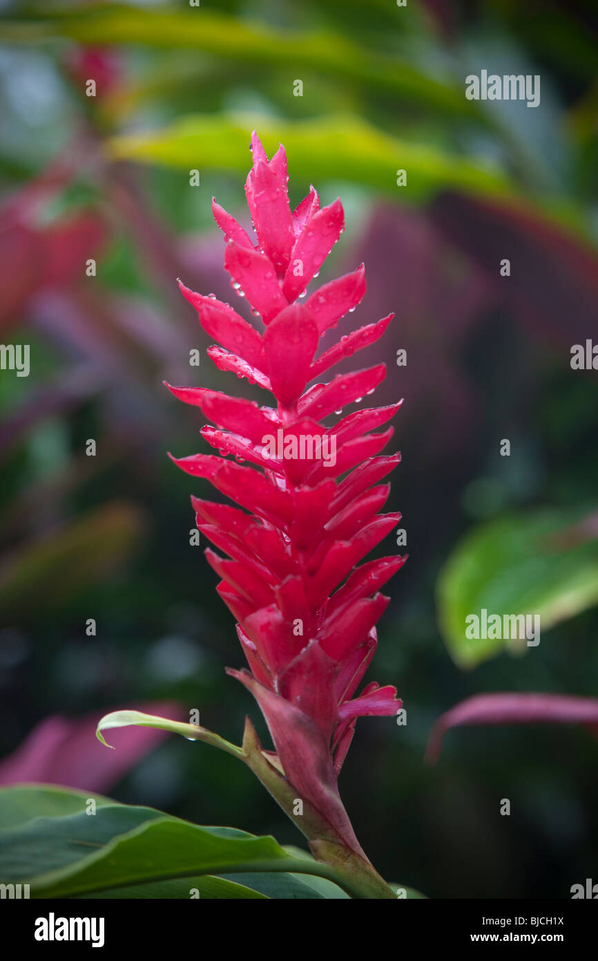 Tropical hawaii hi-res stock photography and images - Alamy