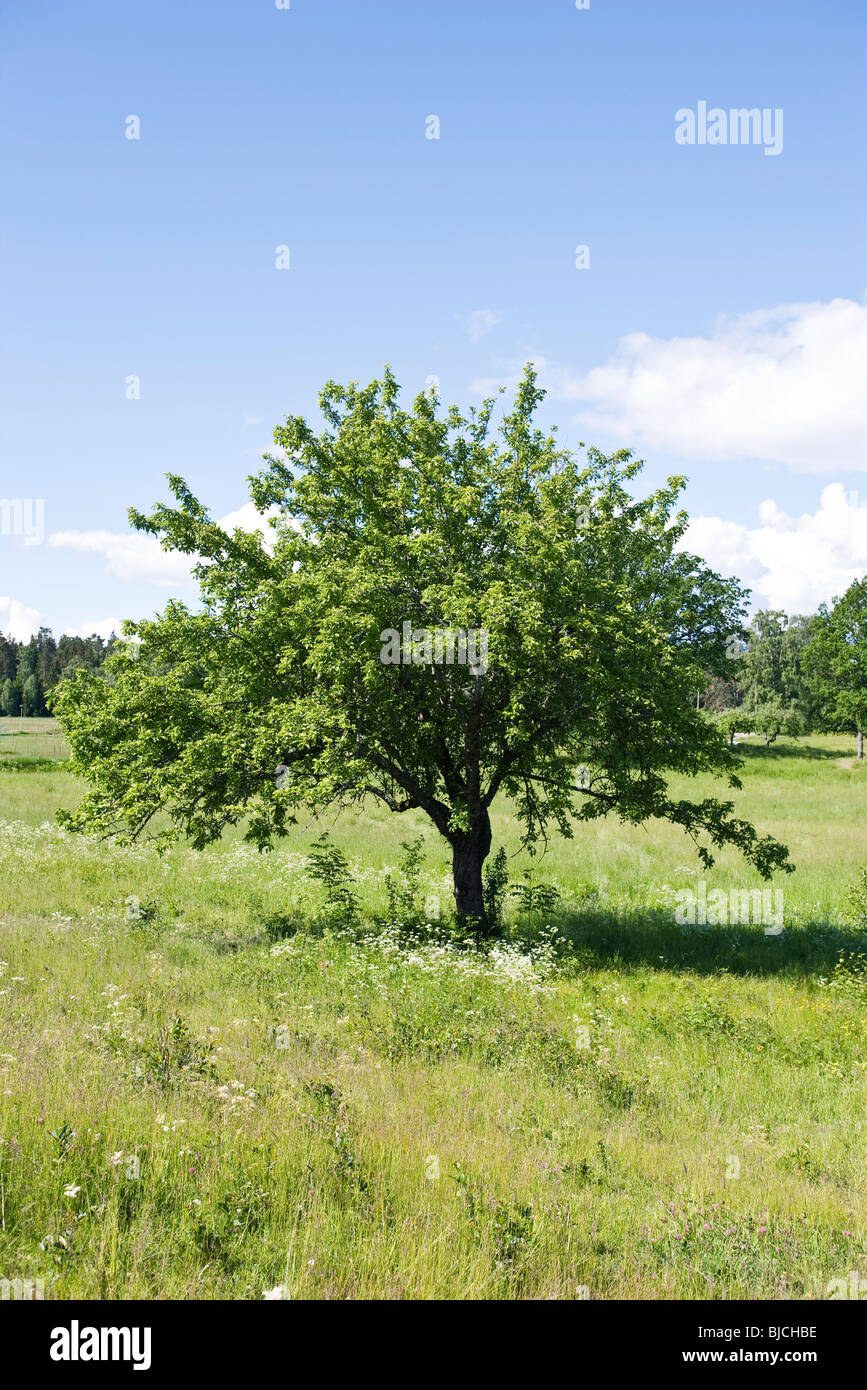 Empty Grassy Field No People High Resolution Stock Photography and ...