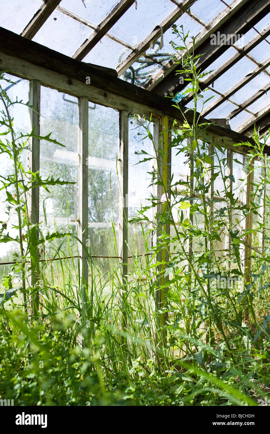 Overgrown greenhouse hi-res stock photography and images - Alamy
