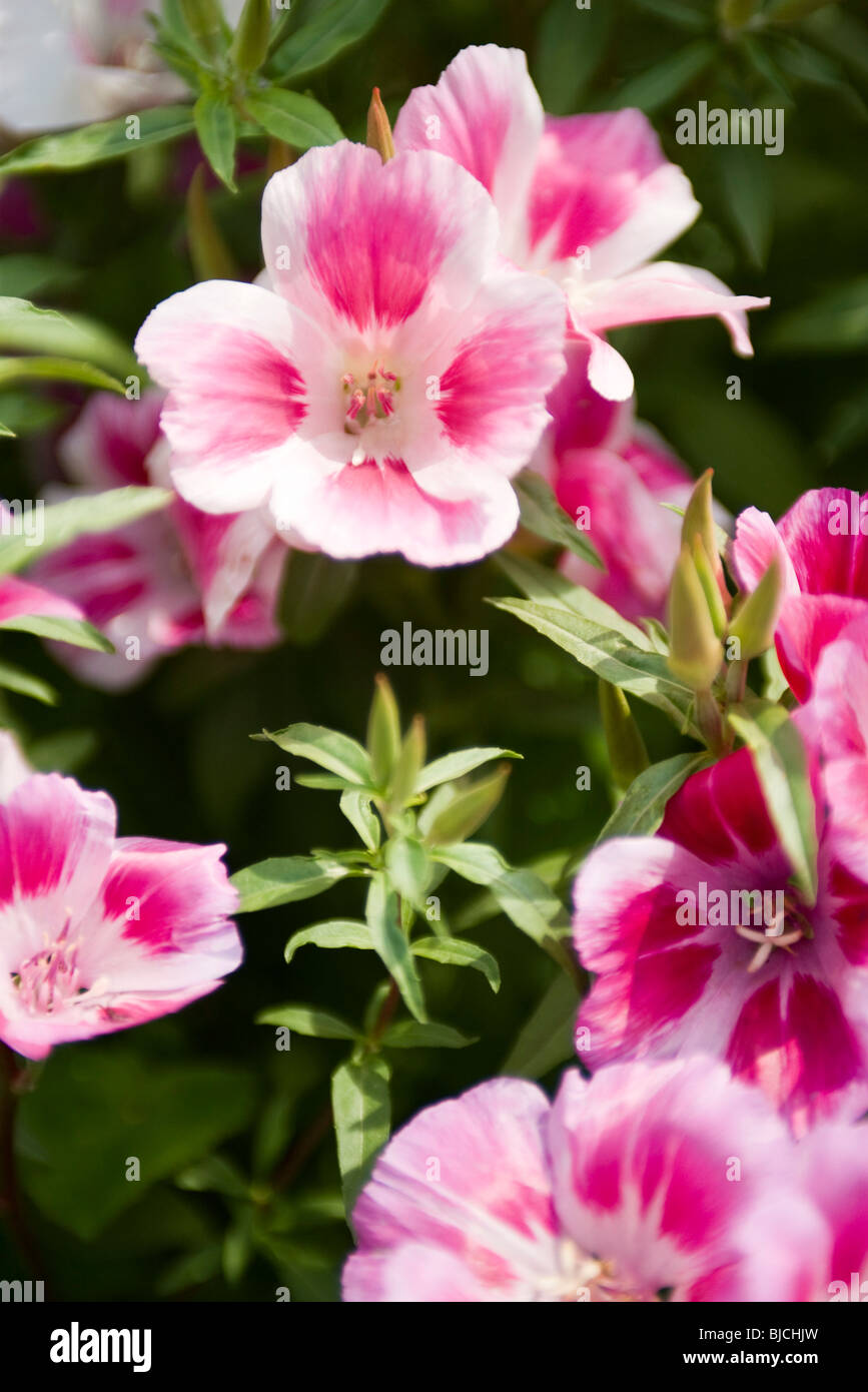 Farewell to Spring (Clarkia amoena Stock Photo - Alamy