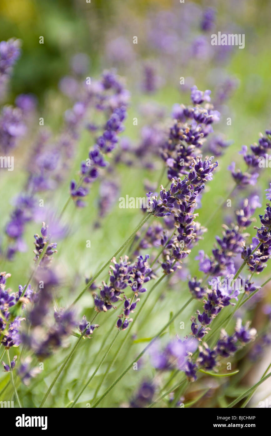 Lavender without flowers hi-res stock photography and images - Alamy