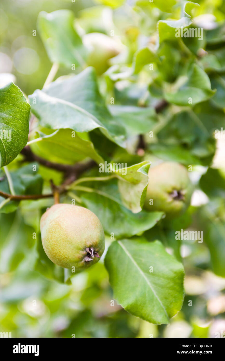 Pear tree branch leaves two hi-res stock photography and images - Alamy