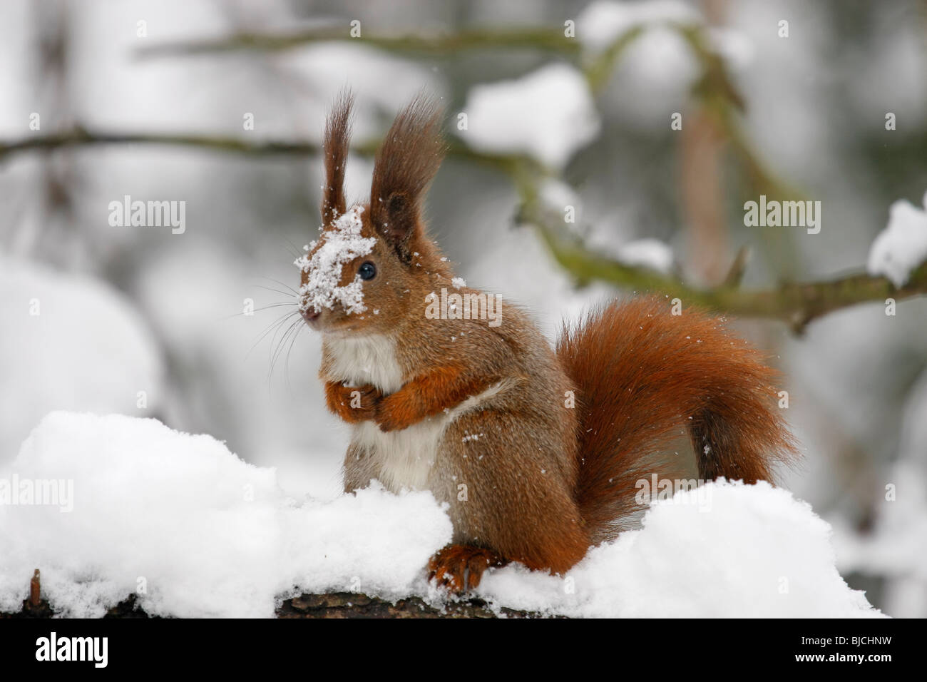 Frozen squirrel hi-res stock photography and images - Alamy