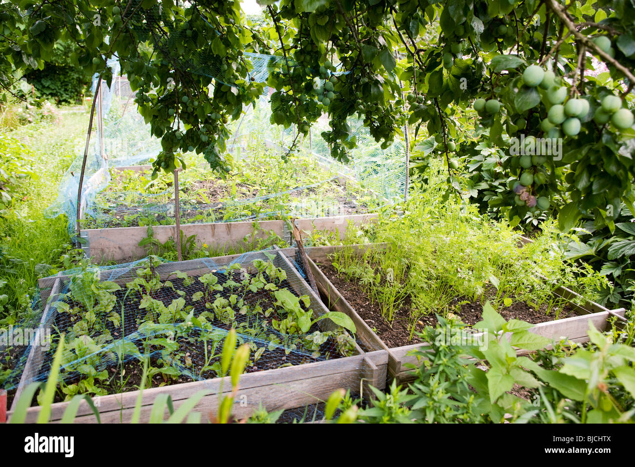 Protecting Garden Vegetables High Resolution Stock Photography and ...