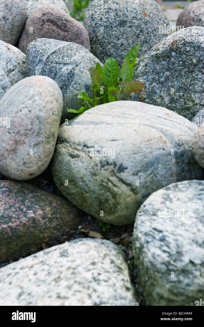 Growing amongst rocks hi-res stock photography and images - Alamy
