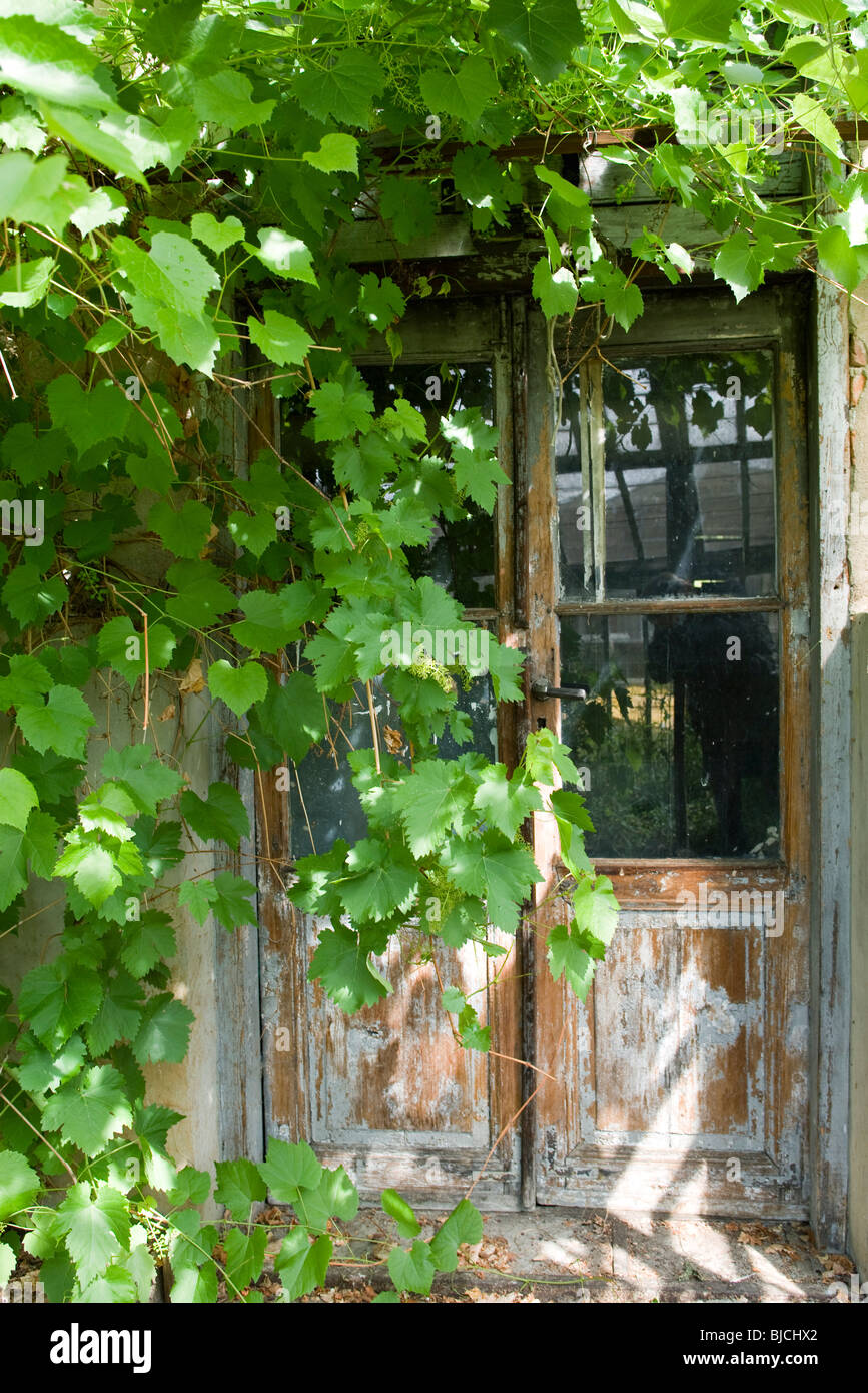 Overgrown grapevine hi-res stock photography and images - Alamy