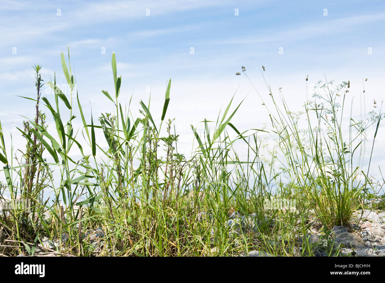 Pictures Of Tall Weeds