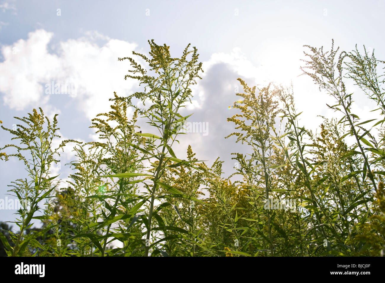 Yellow flowering golden rod hi-res stock photography and images - Alamy