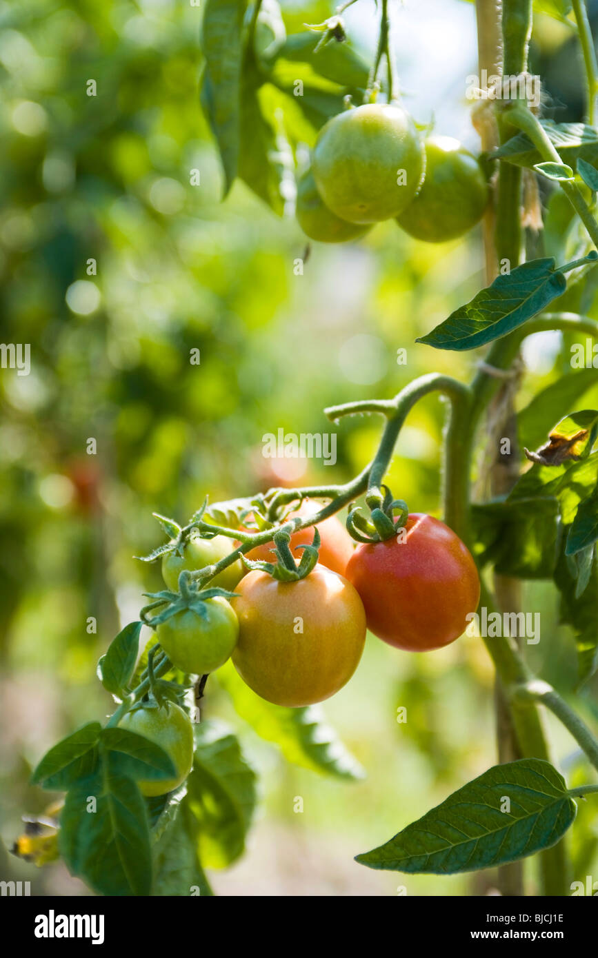 Tomatos ripening on the vine hi-res stock photography and images - Alamy