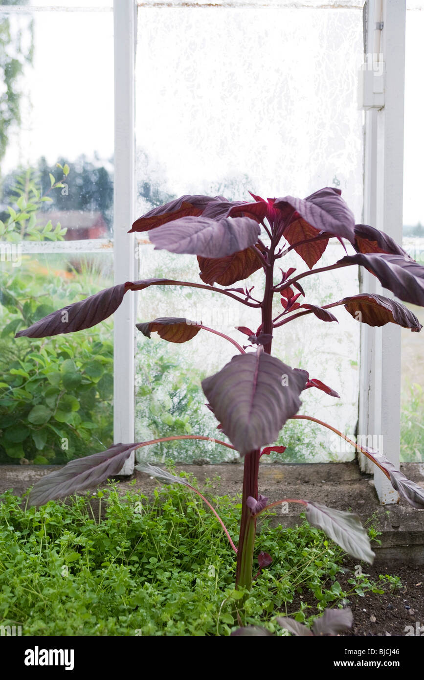 Purple plant growing in greenhouse Stock Photo - Alamy