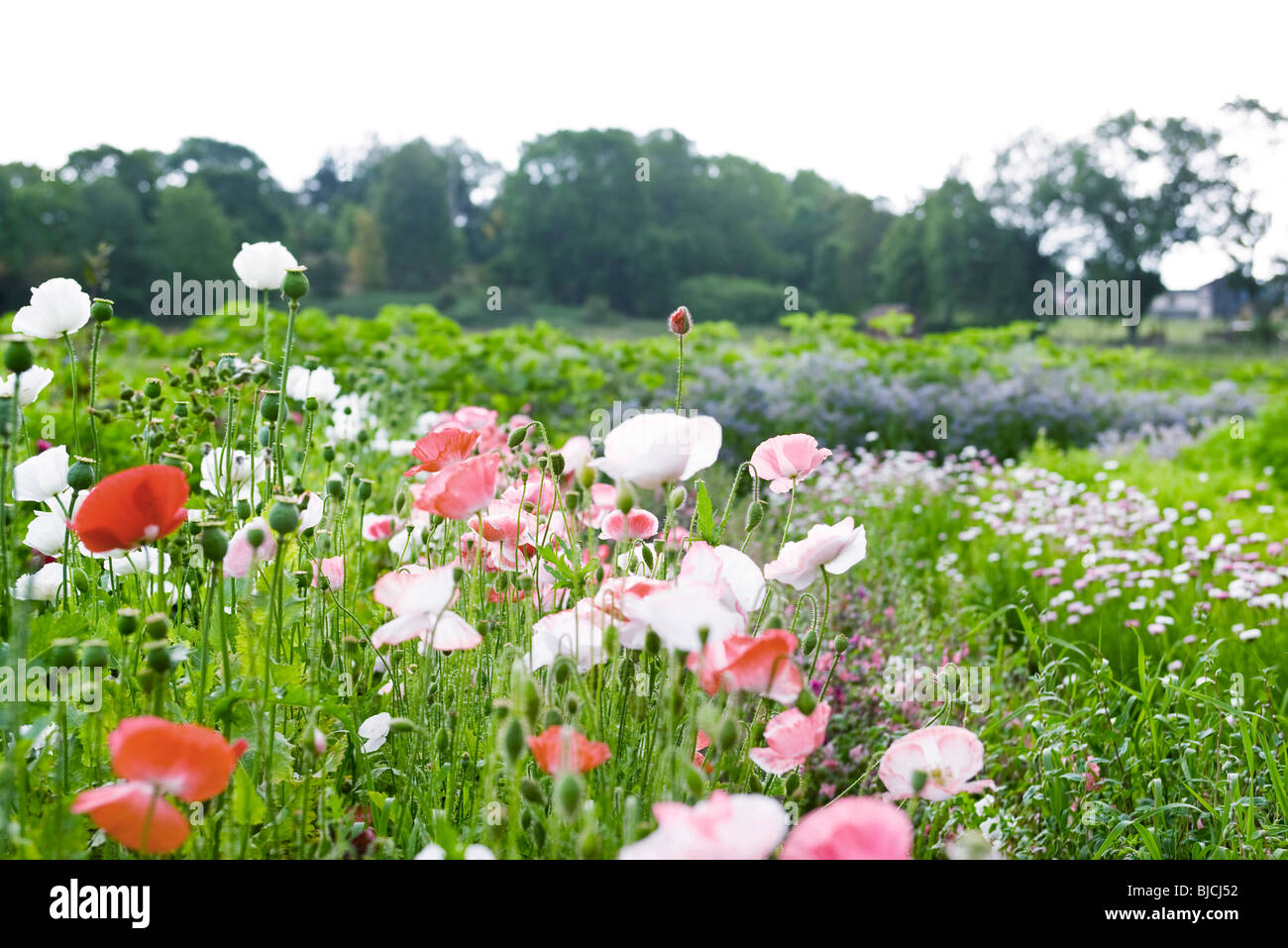 Poppy flowers growing in garden Stock Photo - Alamy