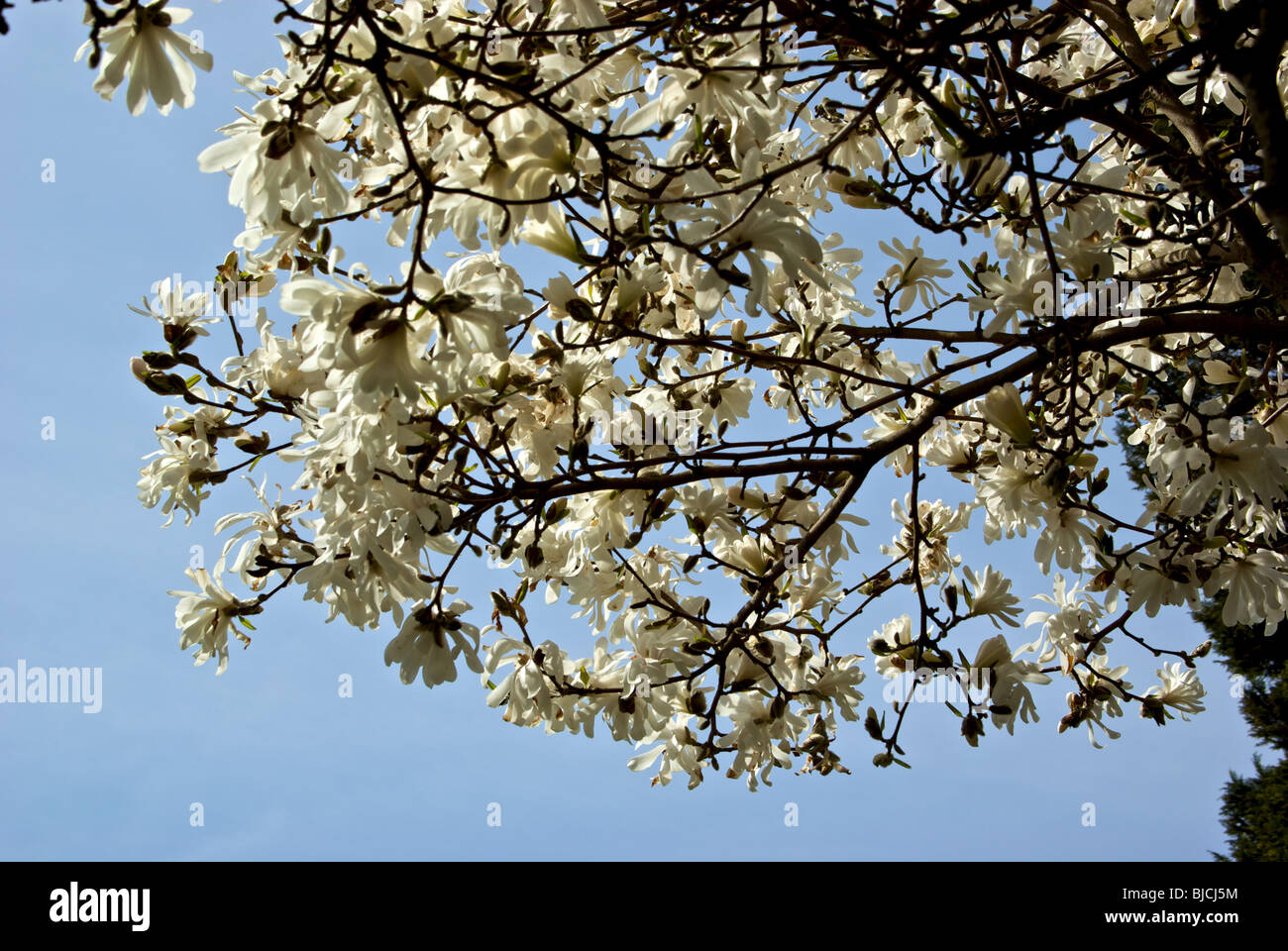 Tangled white flower High Resolution Stock Photography and Images - Alamy
