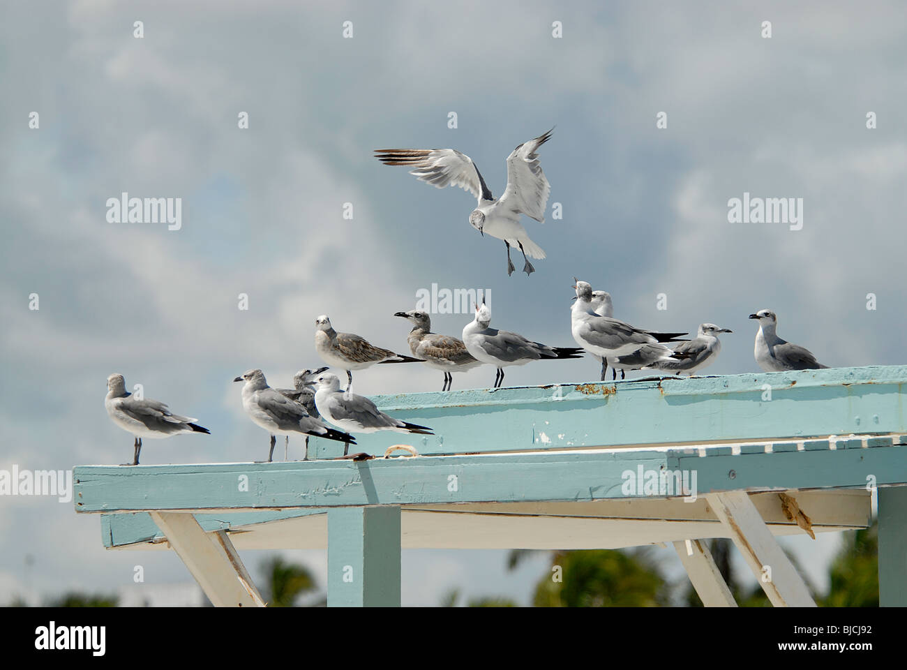 SEAGULLS / BIRDLIFE ON SOUTH BEACH, MIAMI Stock Photo - Alamy