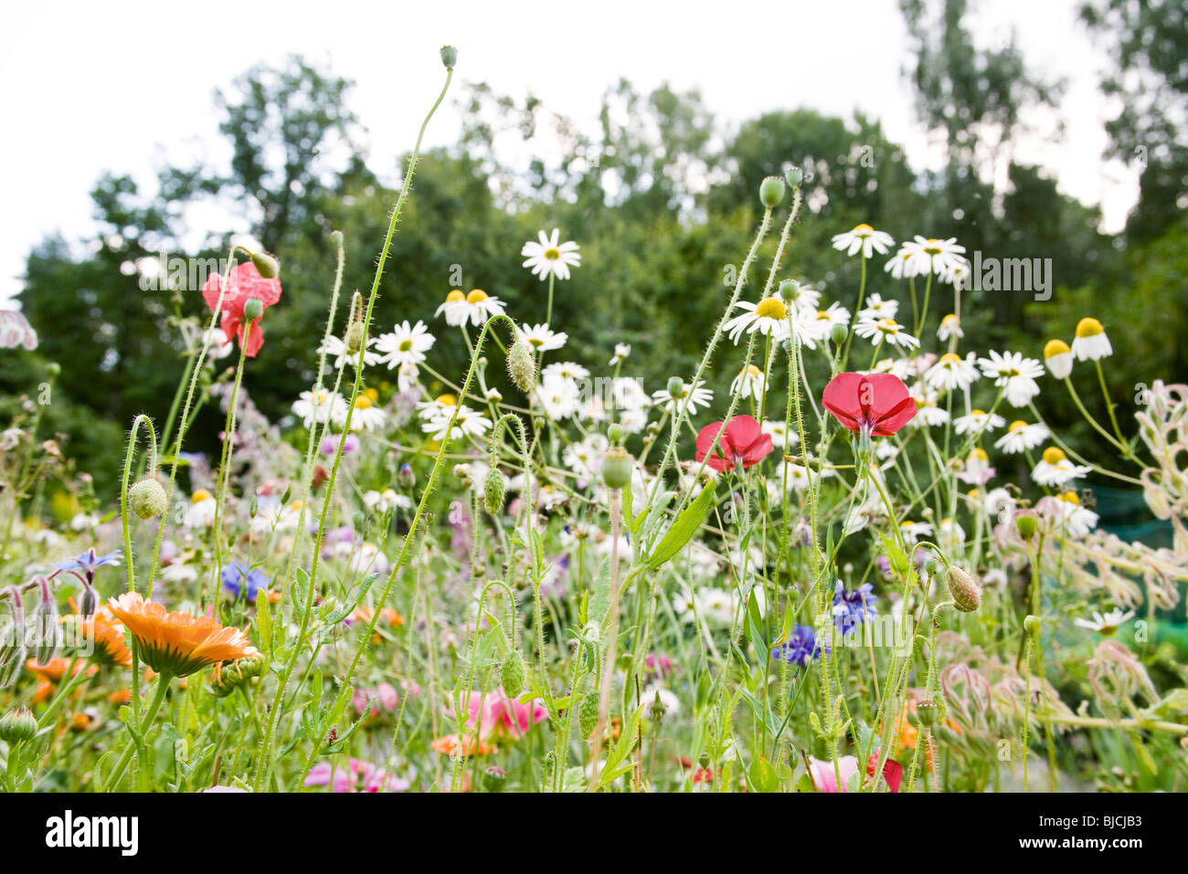 Varieties of wildflowers hi-res stock photography and images - Alamy