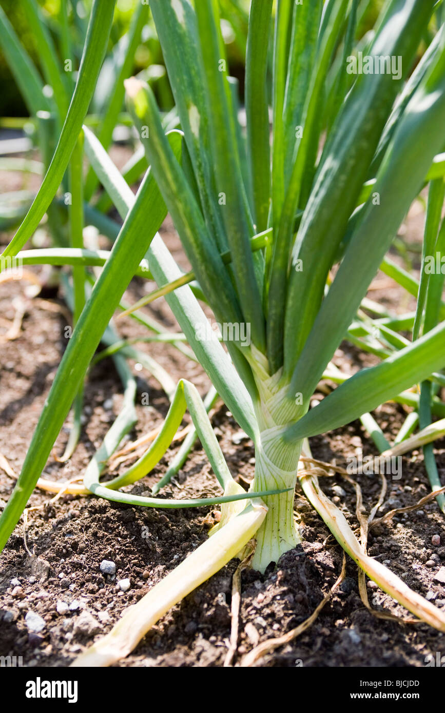 Garlic growing hi-res stock photography and images - Alamy
