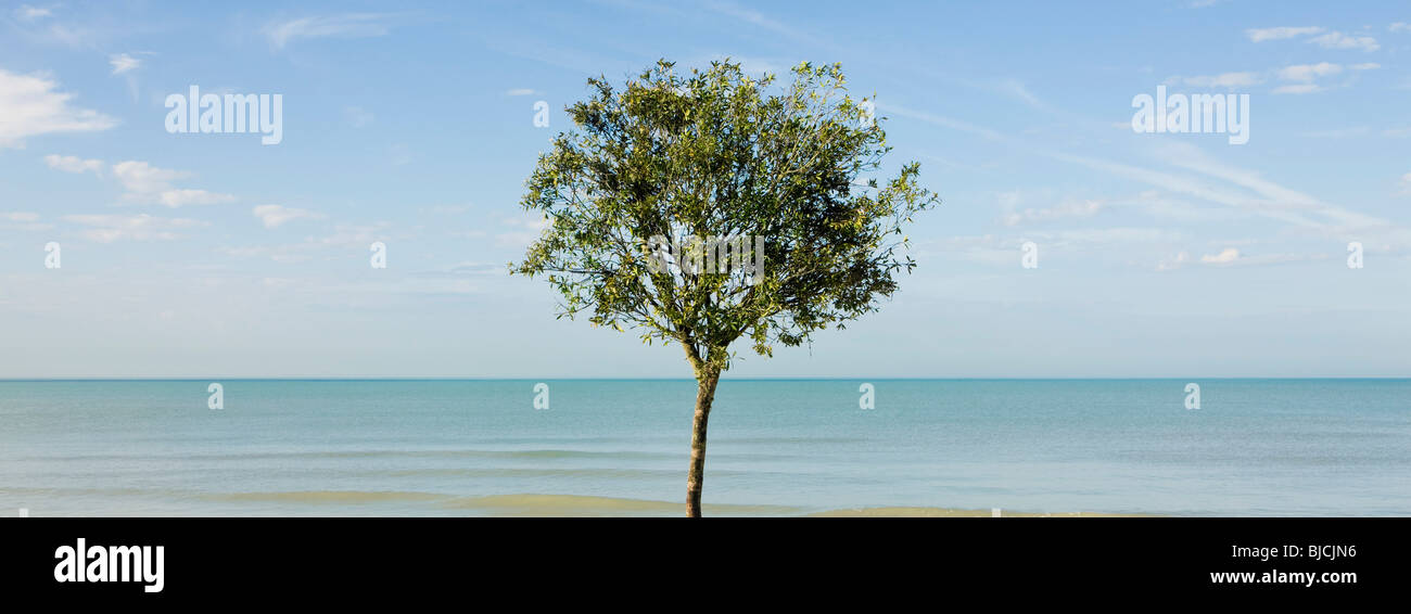 Tree growing beside sea Stock Photo - Alamy