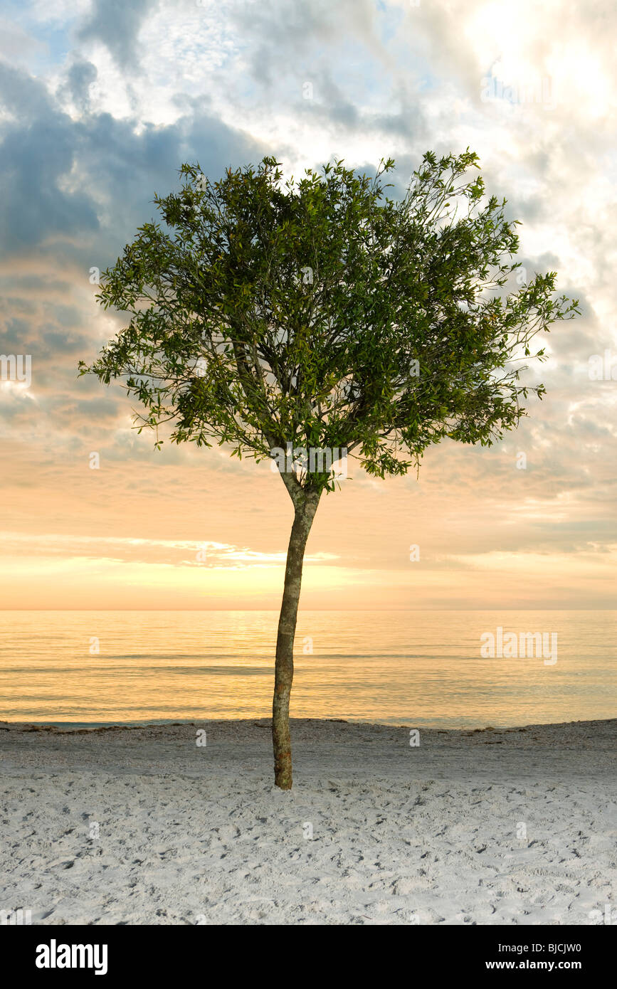 Sun backlighting the tree hi-res stock photography and images - Alamy