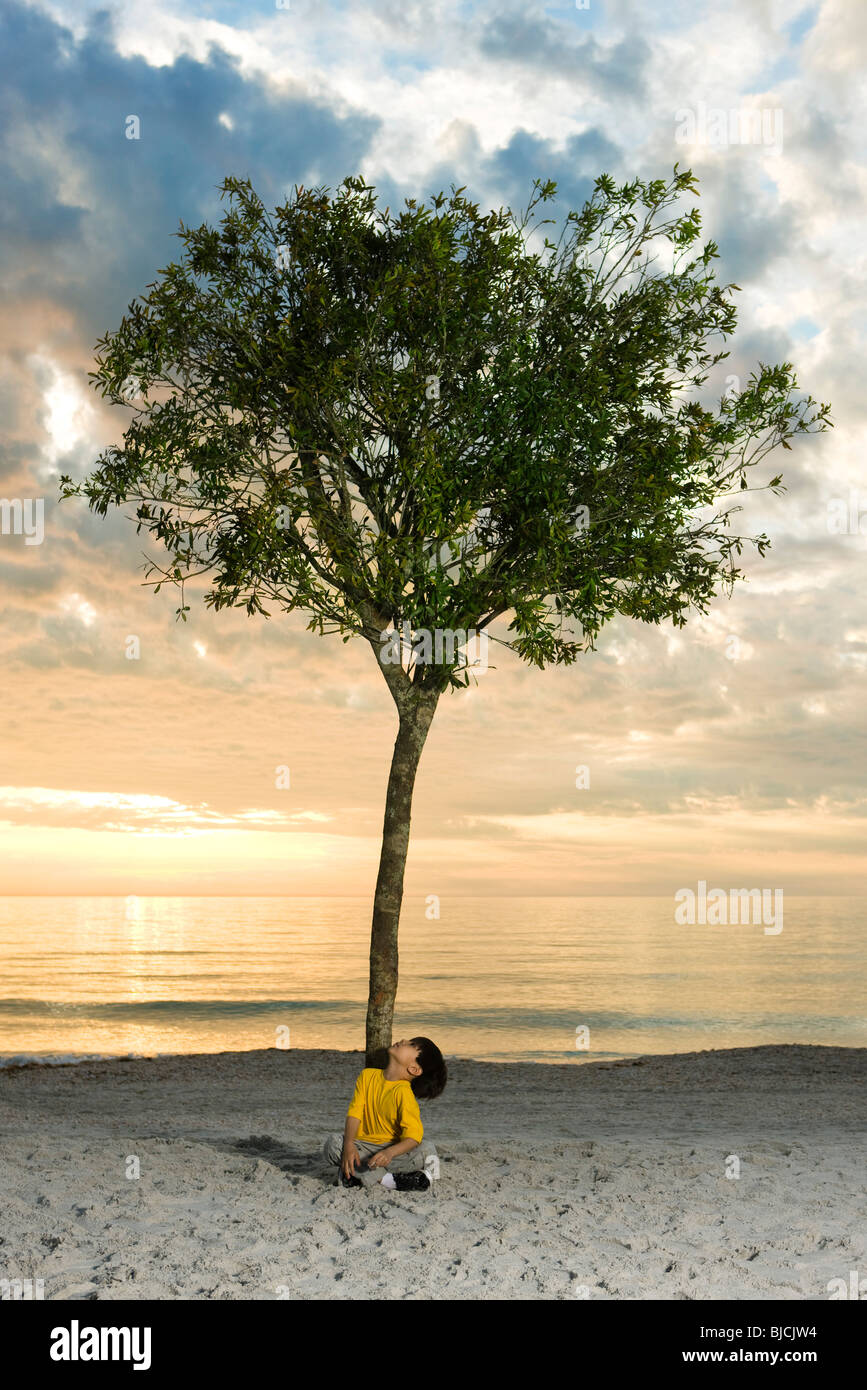 Tree on beach hi-res stock photography and images - Alamy