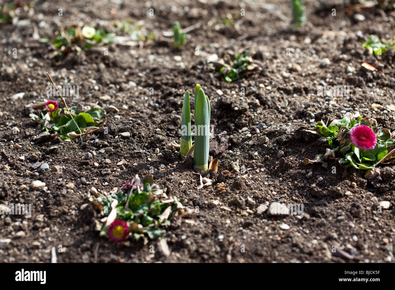 Daffodils sprouting. Charles Lupica Stock Photo - Alamy