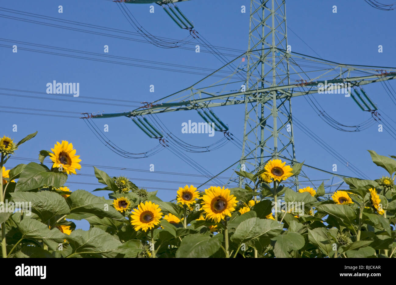 Sunflower field with tower Stock Photo - Alamy