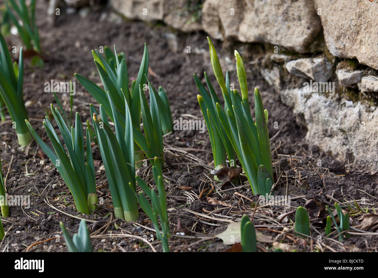 Budding daffodils hi-res stock photography and images - Alamy