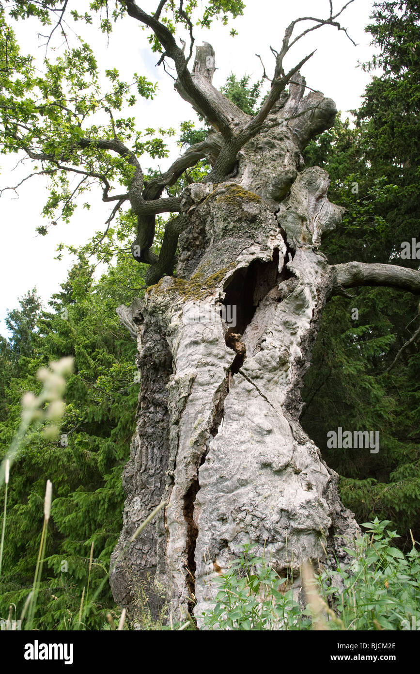 Gnarled, cracked trunk of old tree Stock Photo - Alamy
