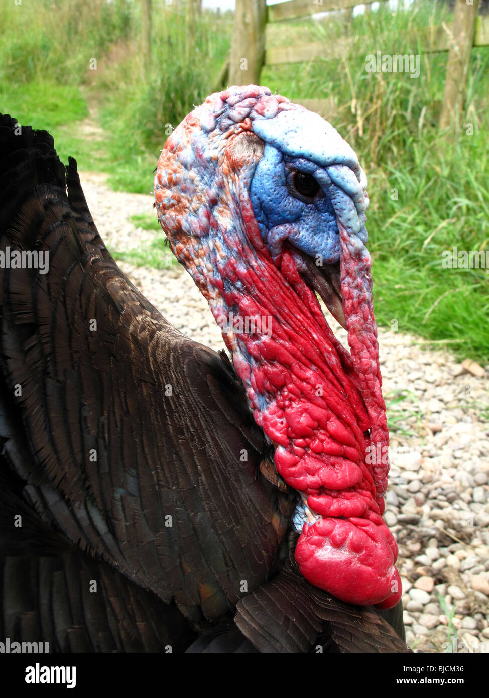 Male turkey hi-res stock photography and images - Alamy