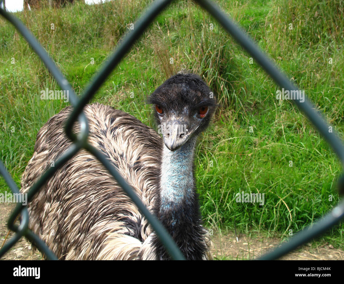 Emu in pen behind fence Stock Photo - Alamy