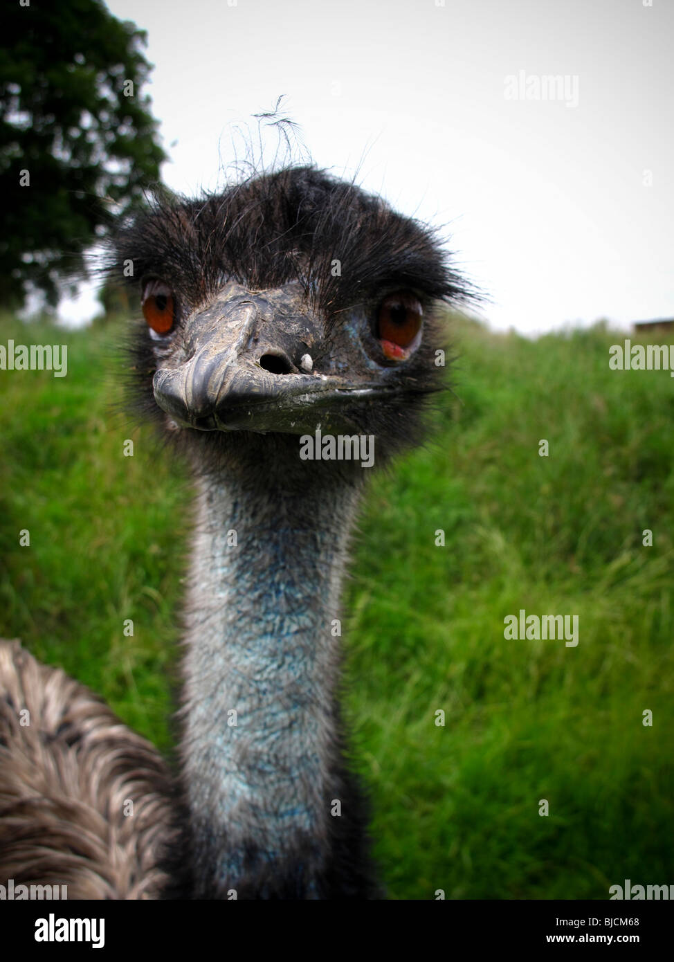 Emu head close up Stock Photo - Alamy