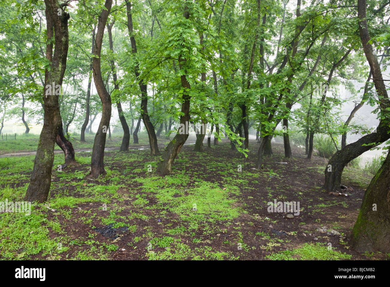 Wet boreal forest hi-res stock photography and images - Alamy