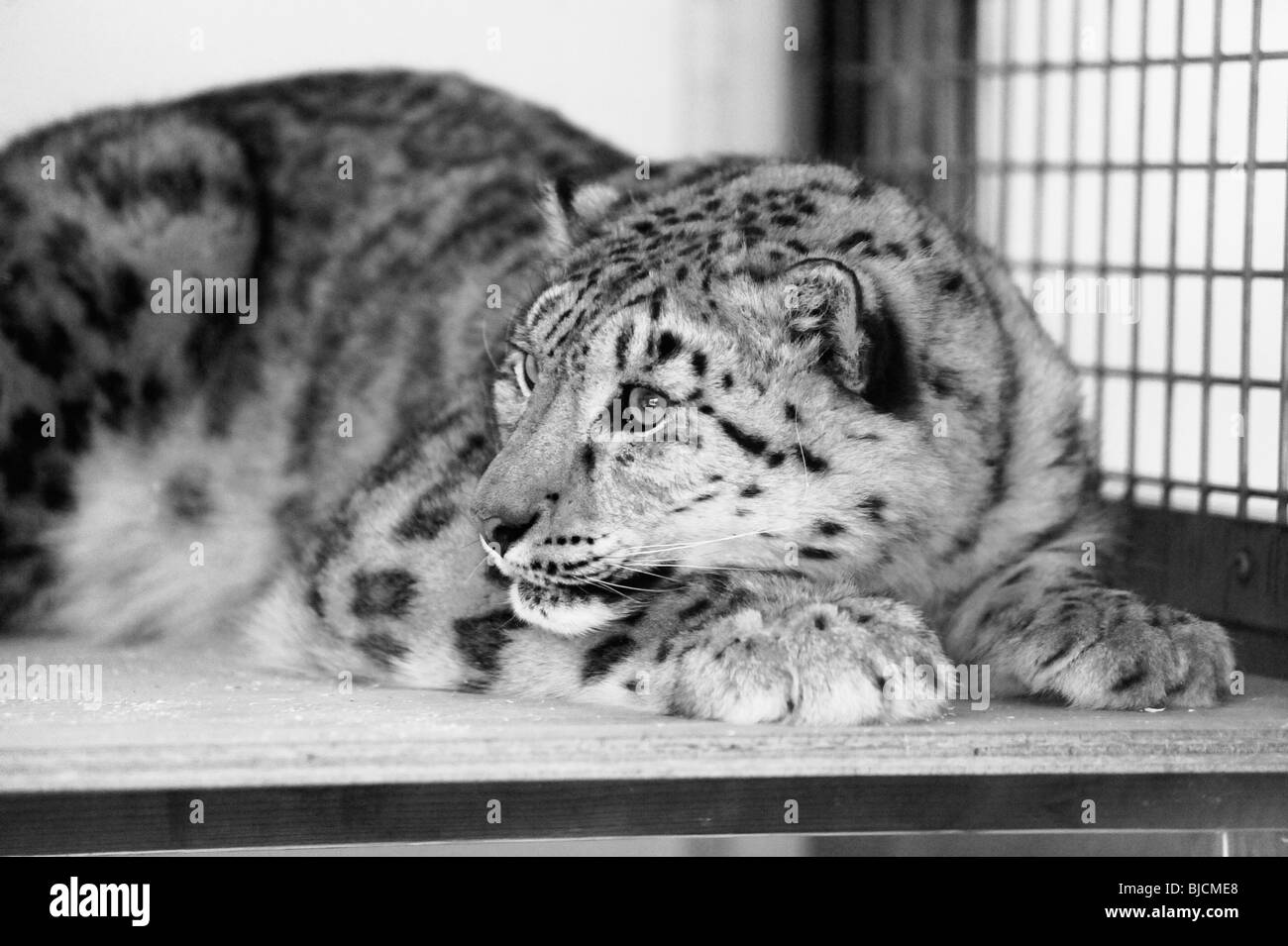 Female Snow Leopard at Twycross Zoo In Captivity Stock Photo - Alamy