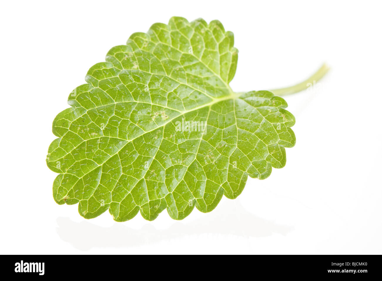 Menthol leaf hi-res stock photography and images - Alamy