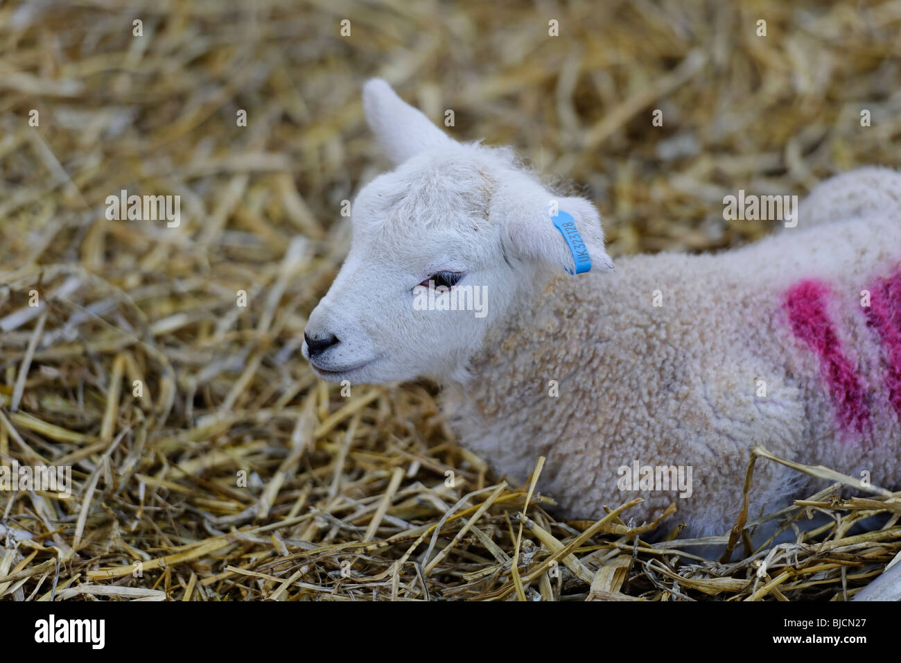 New Born Lamb Stock Photo - Alamy