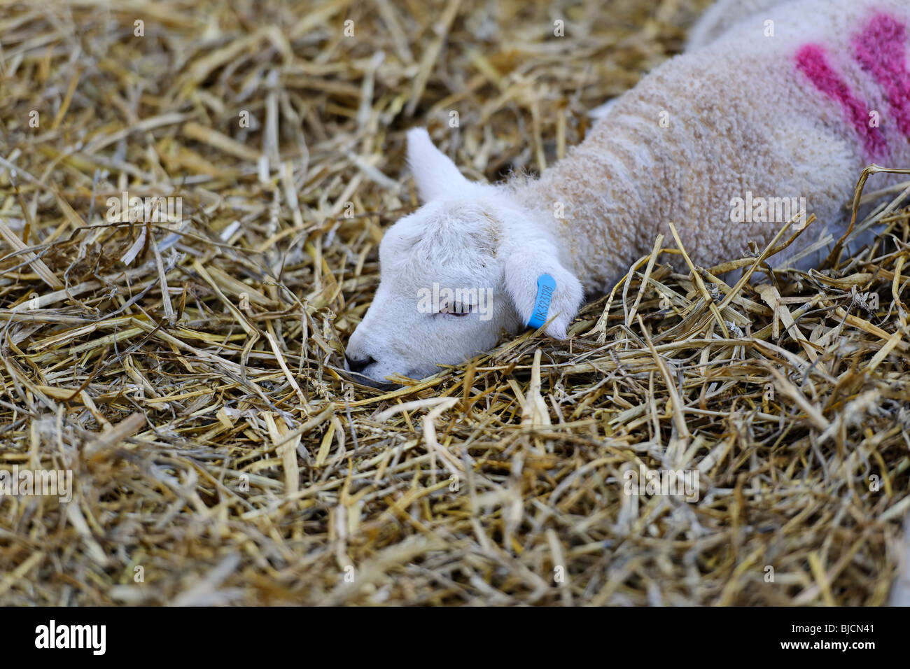 Sleeping lamb hi-res stock photography and images - Alamy