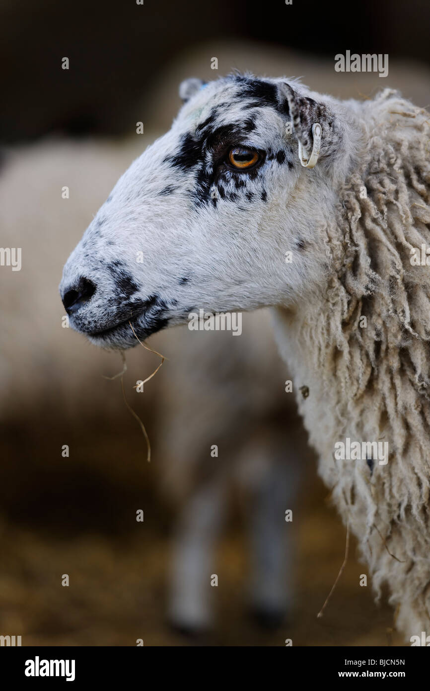 Ewe - Profile Stock Photo - Alamy