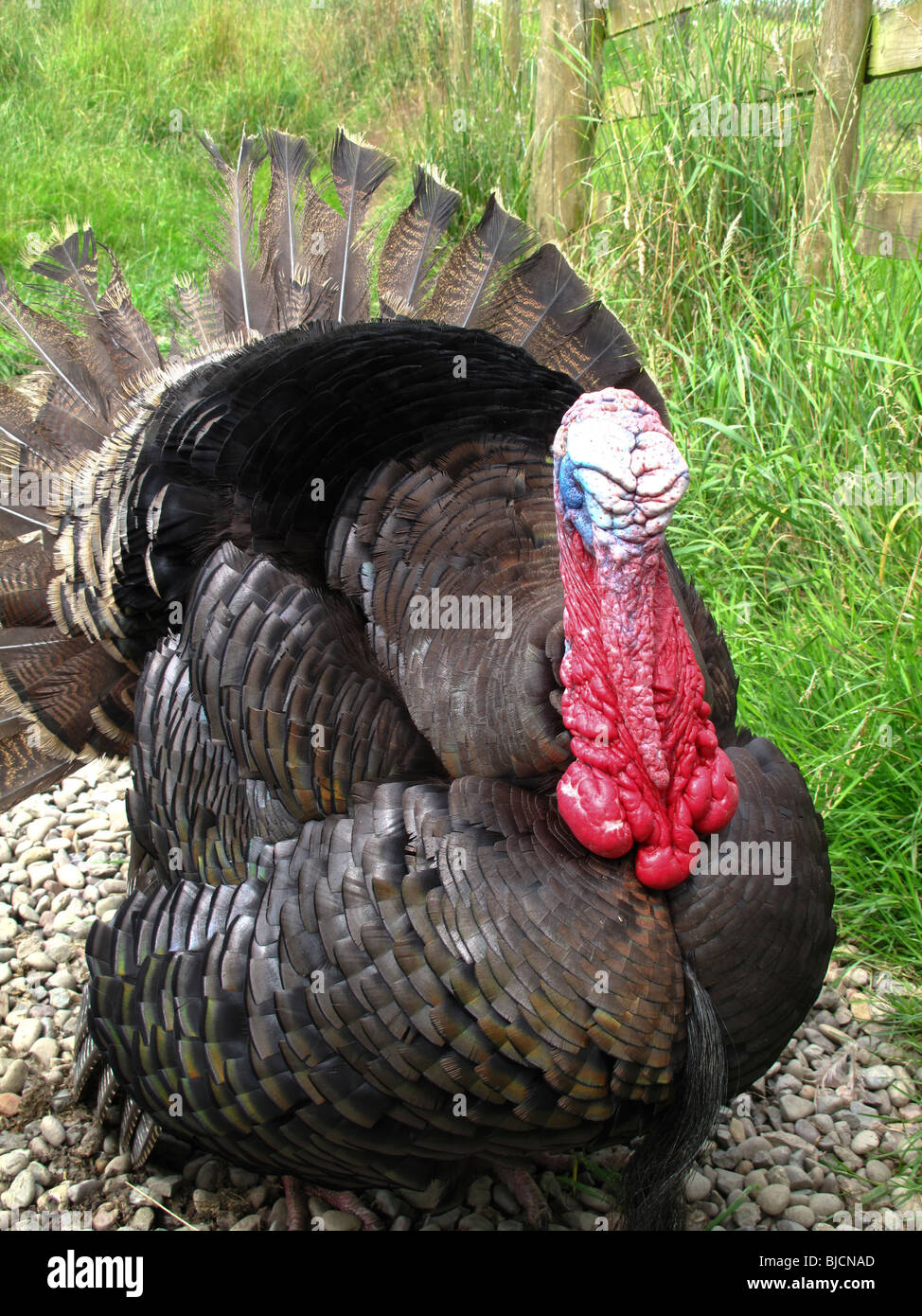 Male turkey hi-res stock photography and images - Alamy