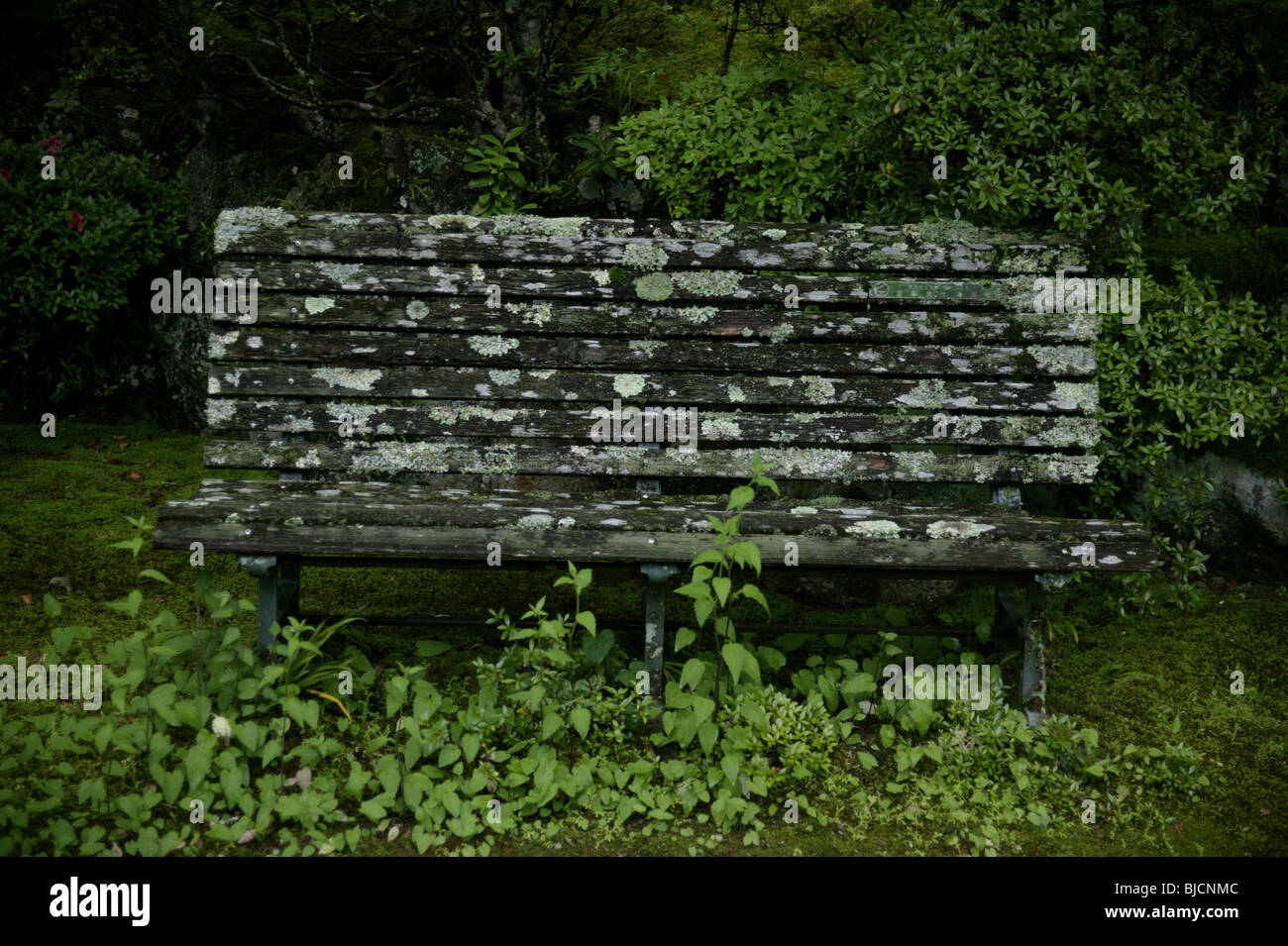 Moss on bench hi-res stock photography and images - Alamy