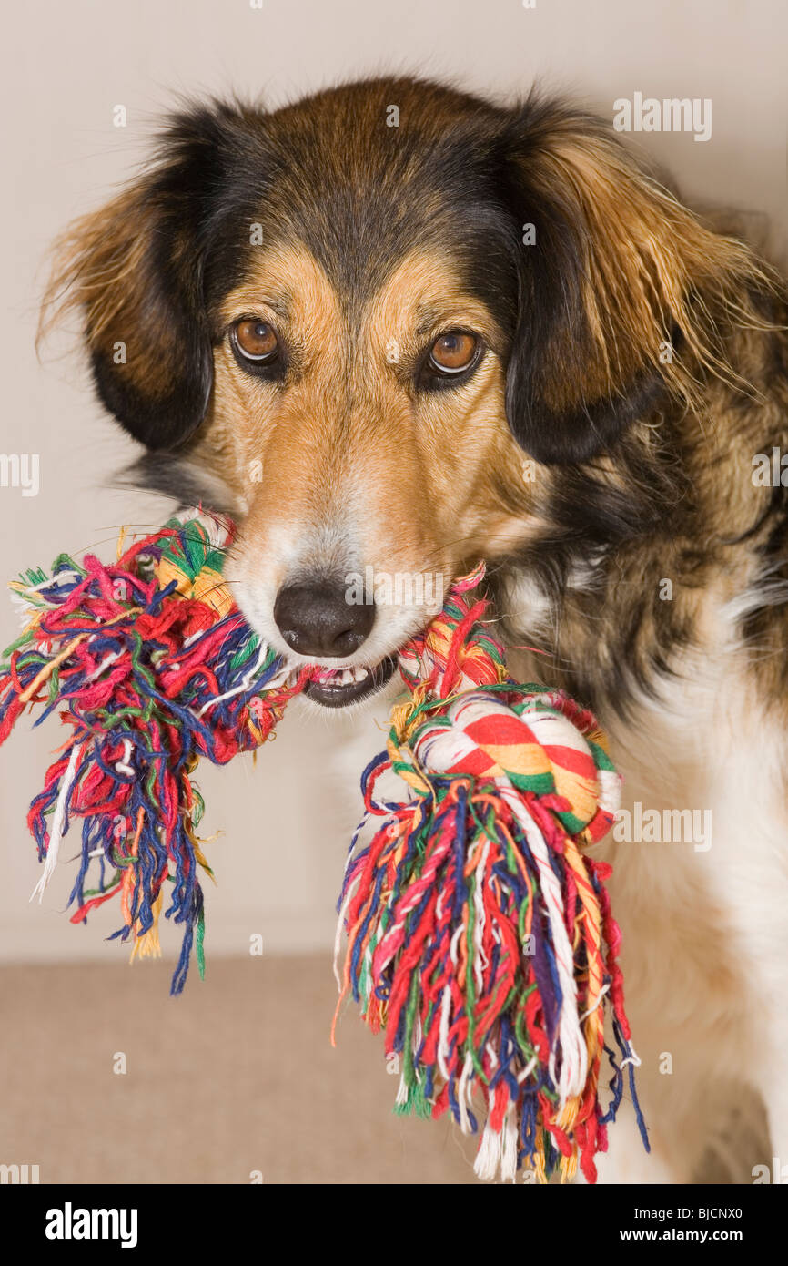 Playful dog with toy Stock Photo - Alamy