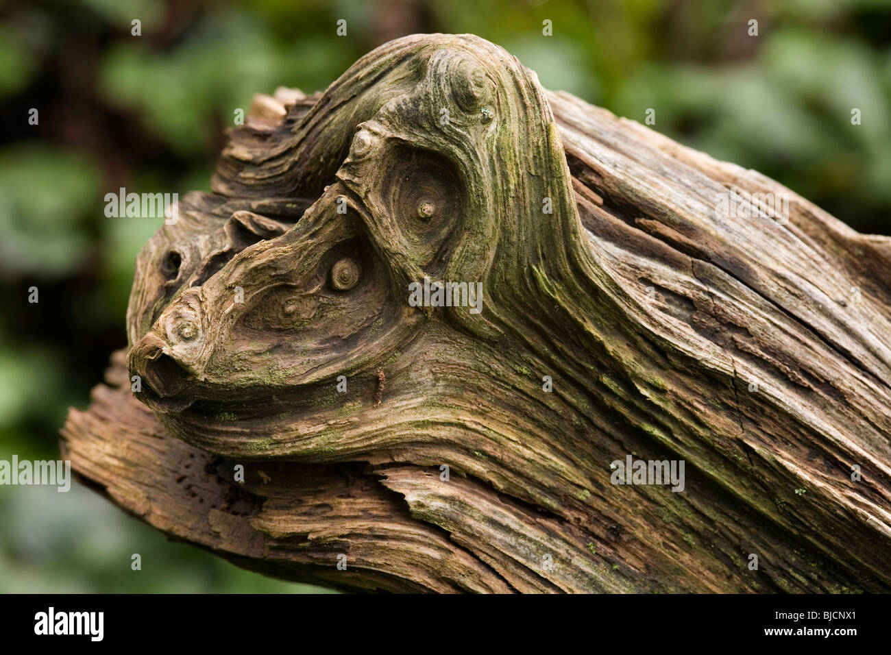Sculptures log hi-res stock photography and images - Alamy