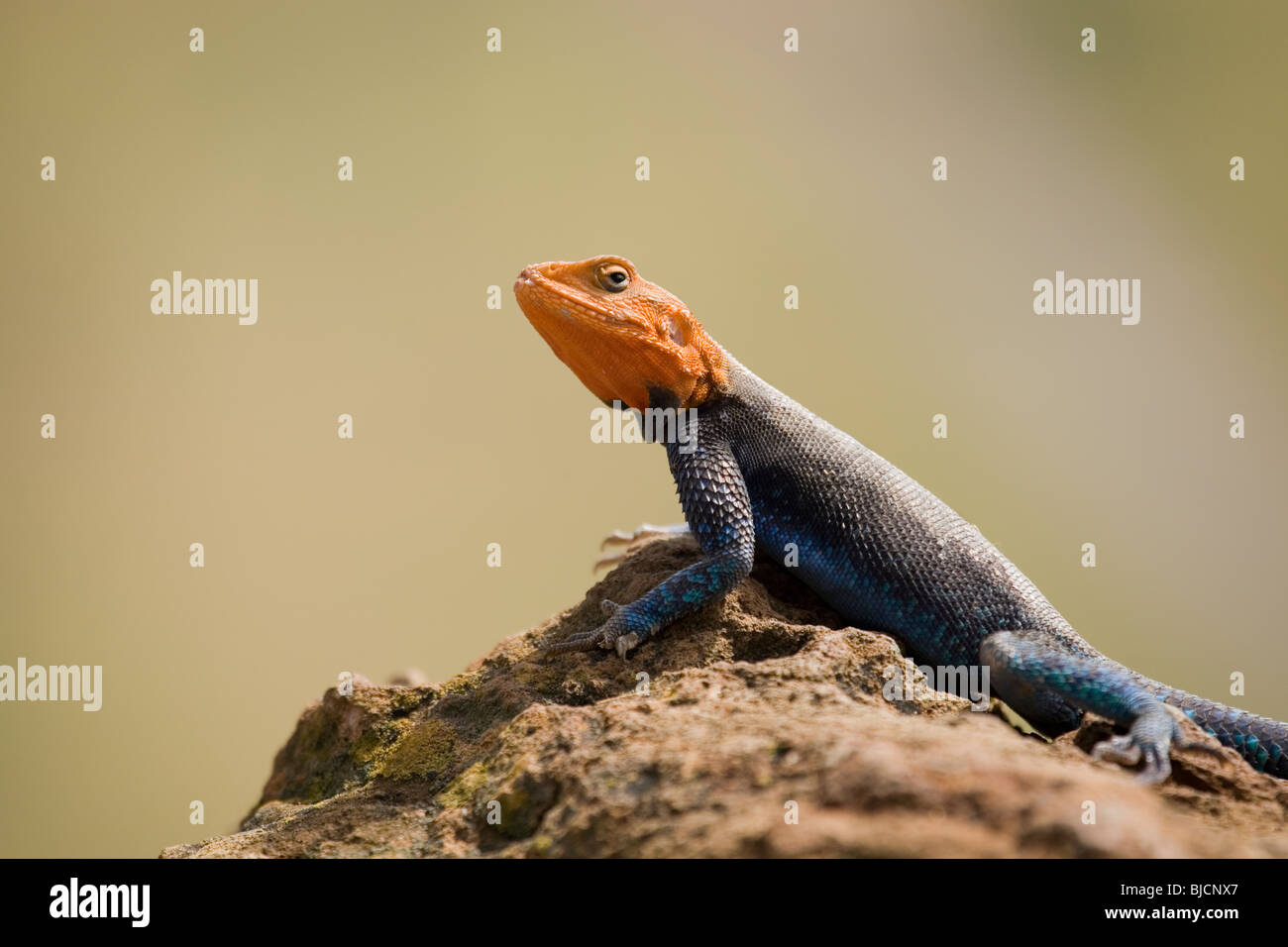 African rainbow lizard hi-res stock photography and images - Alamy