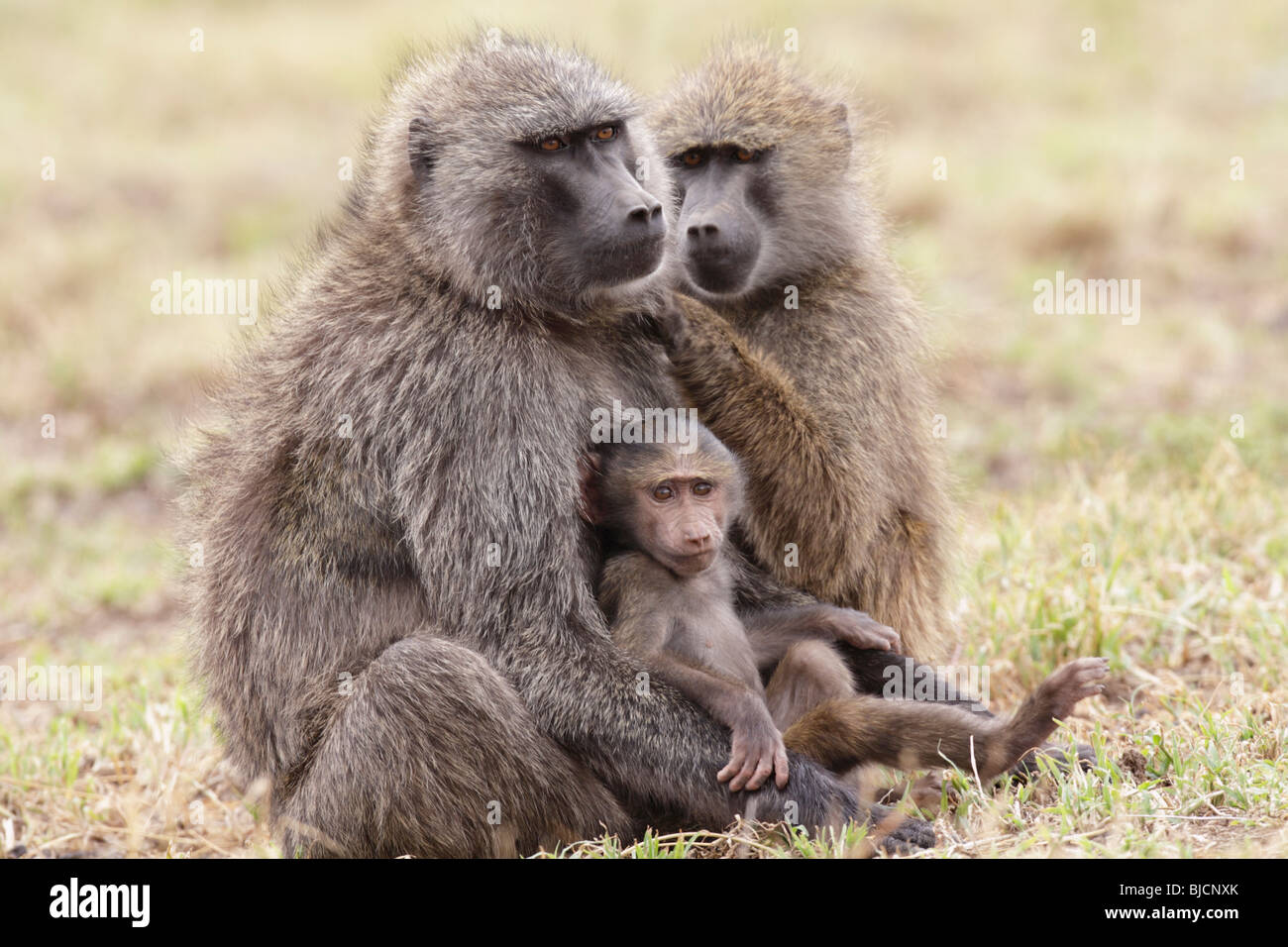 Olive Baboons in Nakuru Reserve of Kenya Stock Photo - Alamy