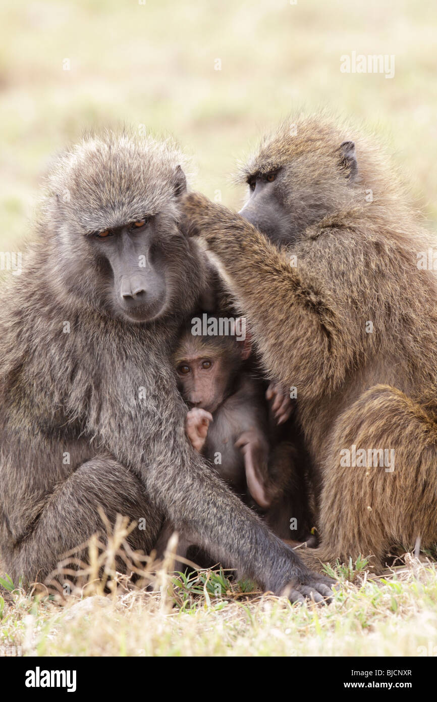 Olive Baboons grooming in Nakuru Reserve of Kenya Stock Photo - Alamy