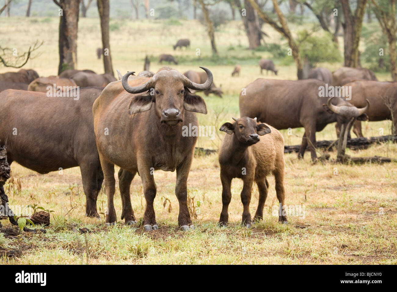 Cape Buffalo and calf in Nakuru reserve in Kenya Stock Photo - Alamy