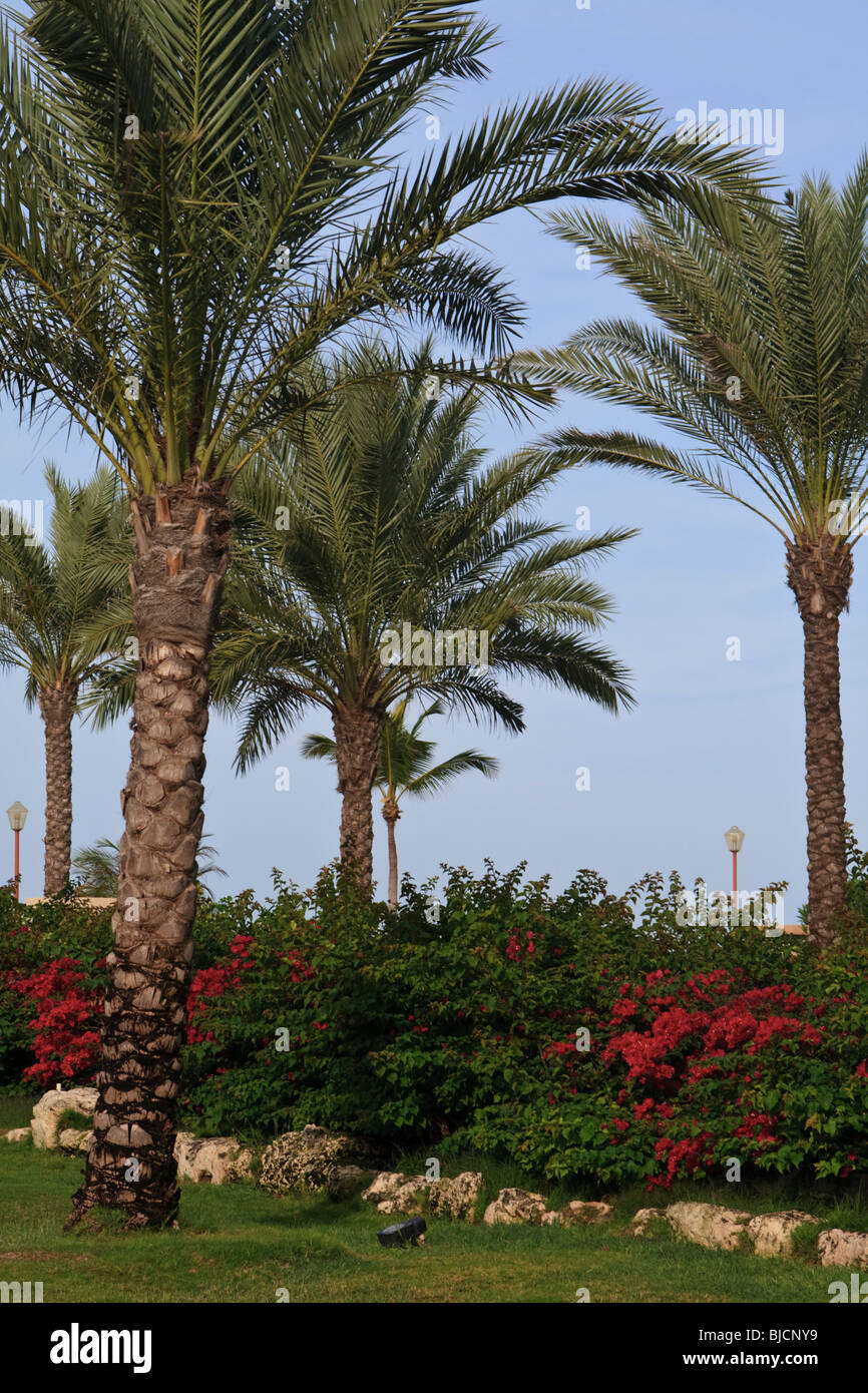 Palm trees and bushes along entrance to Divi Links Golf Resort Aruba ...