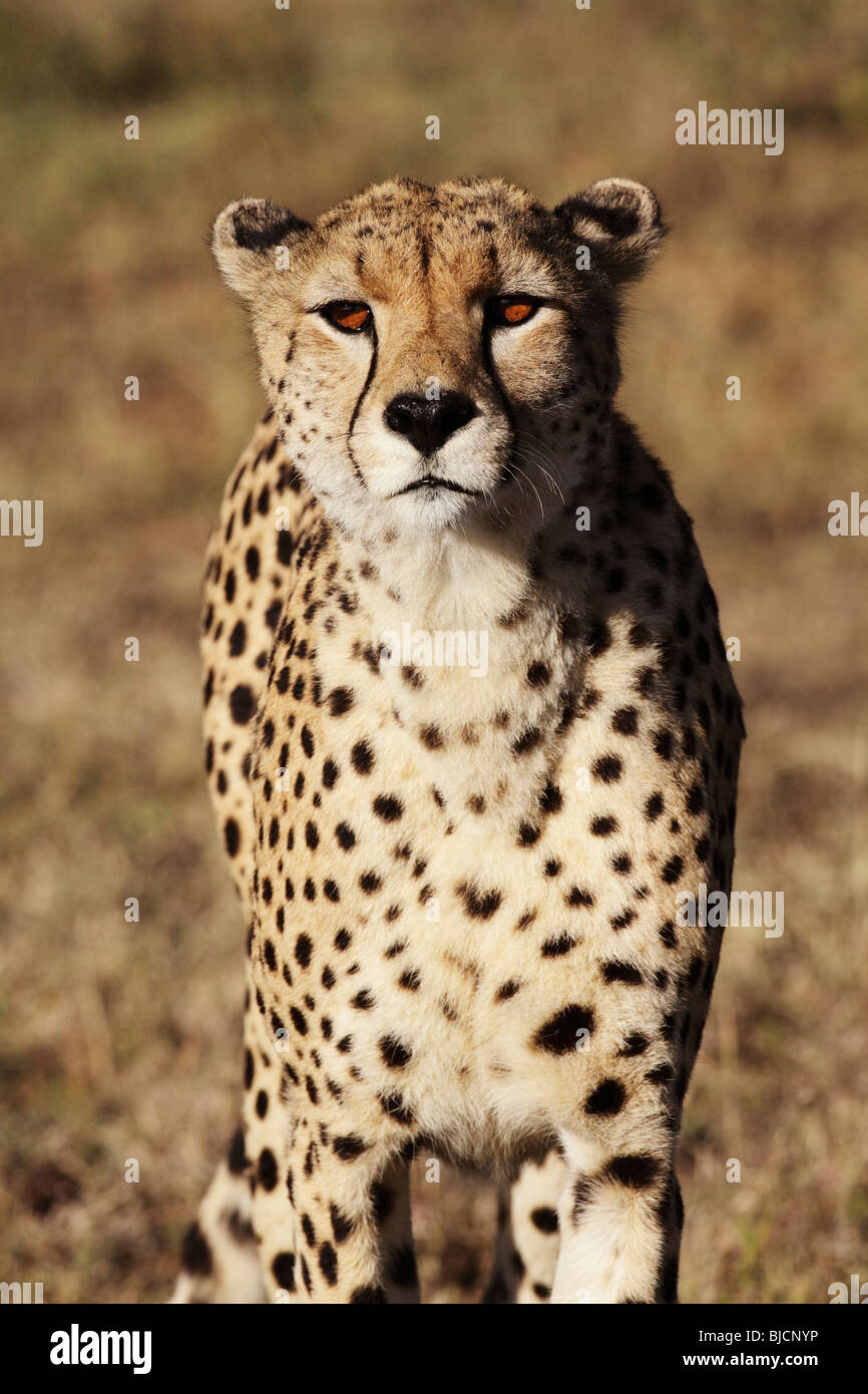 Cheetah portrait vertical hi-res stock photography and images - Alamy