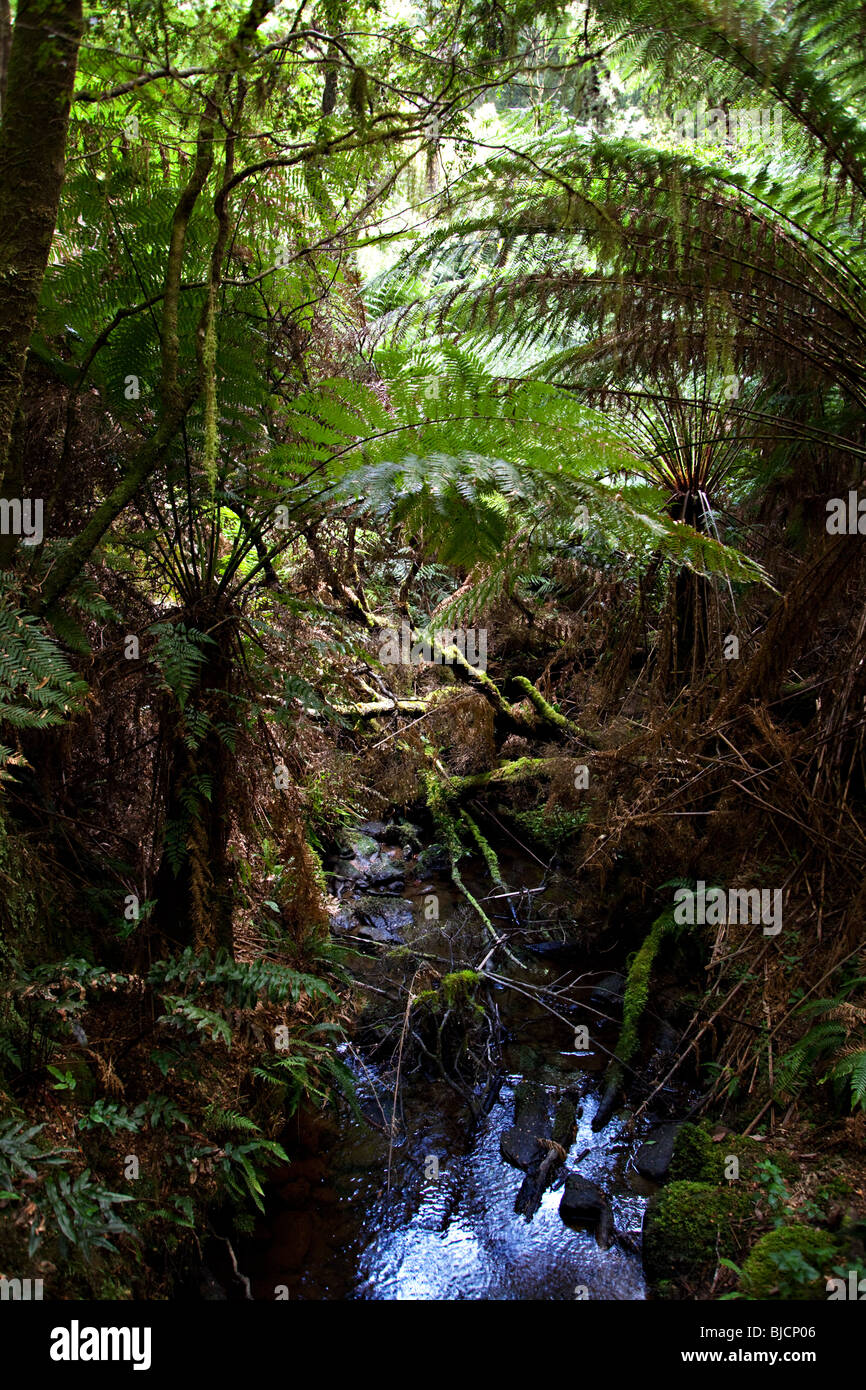 Rain forest at Melba Gully State Park, Great Otway National Park ...
