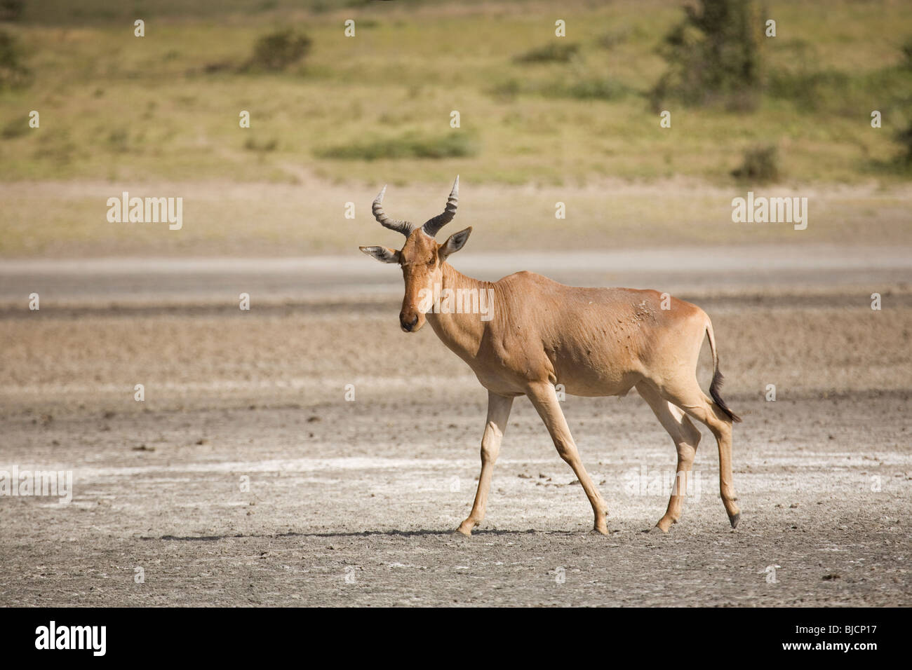 Jackson Hartebeest High Resolution Stock Photography and Images - Alamy