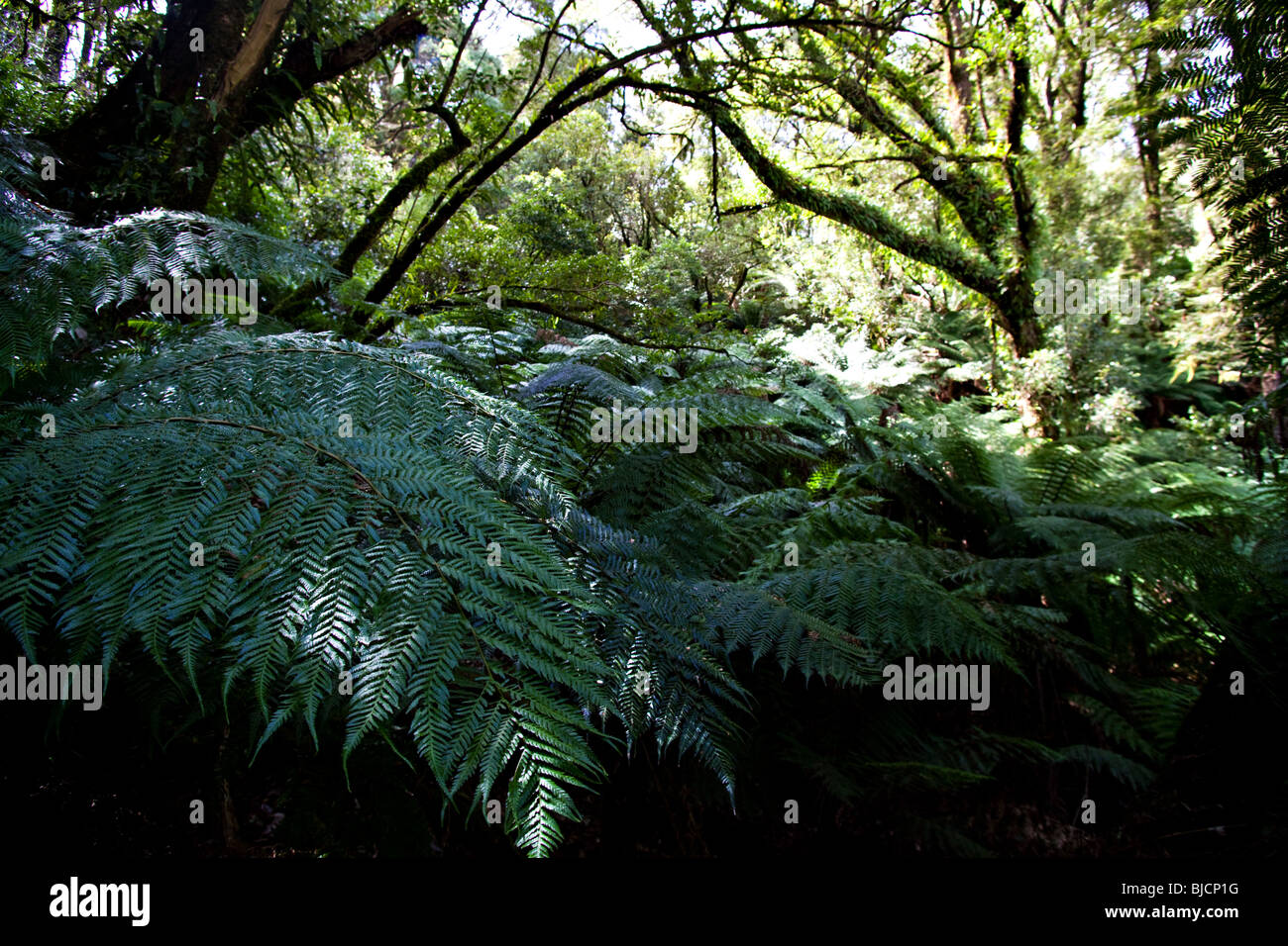 Rain forest at Melba Gully State Park, Great Otway National Park ...